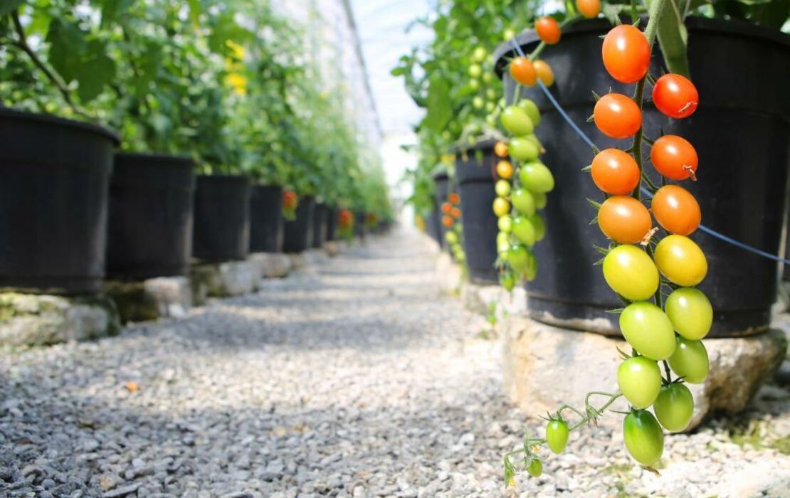 Unique Garden, a Design Boutique Hotel Mairiporã, Brazil