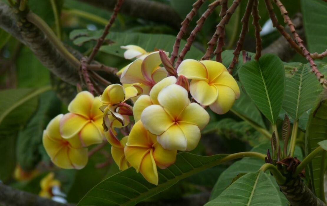 Peponi Hotel Lamu - Kenya, a Design Boutique Hotel Shela, Kenya