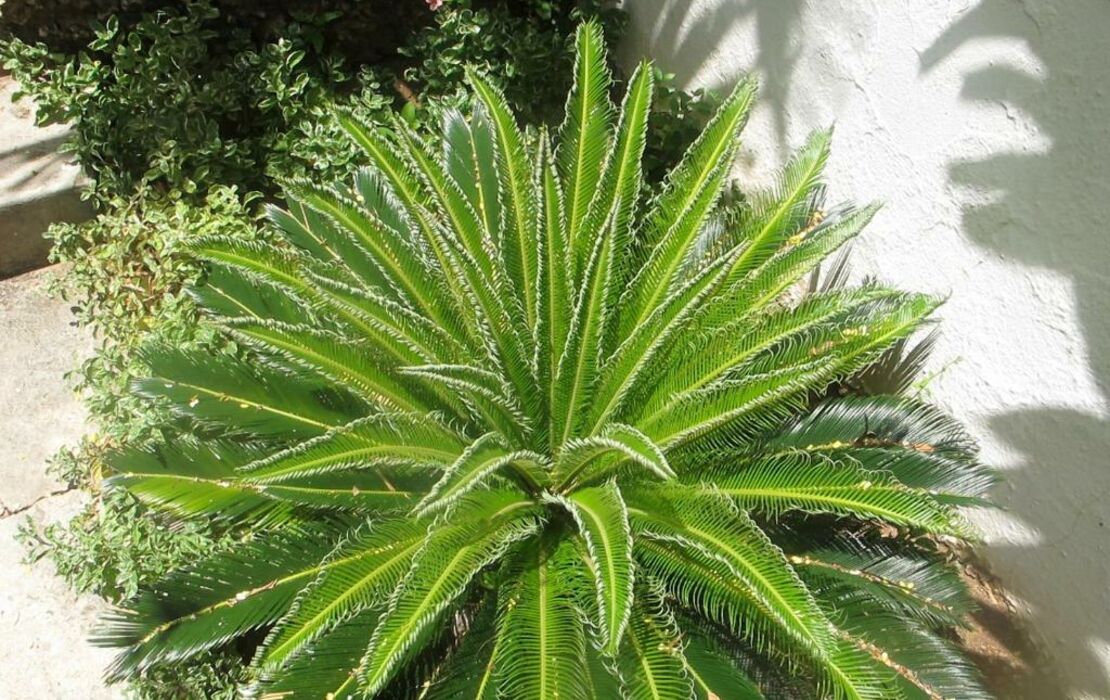 Peponi Hotel Lamu - Kenya, a Design Boutique Hotel Shela, Kenya