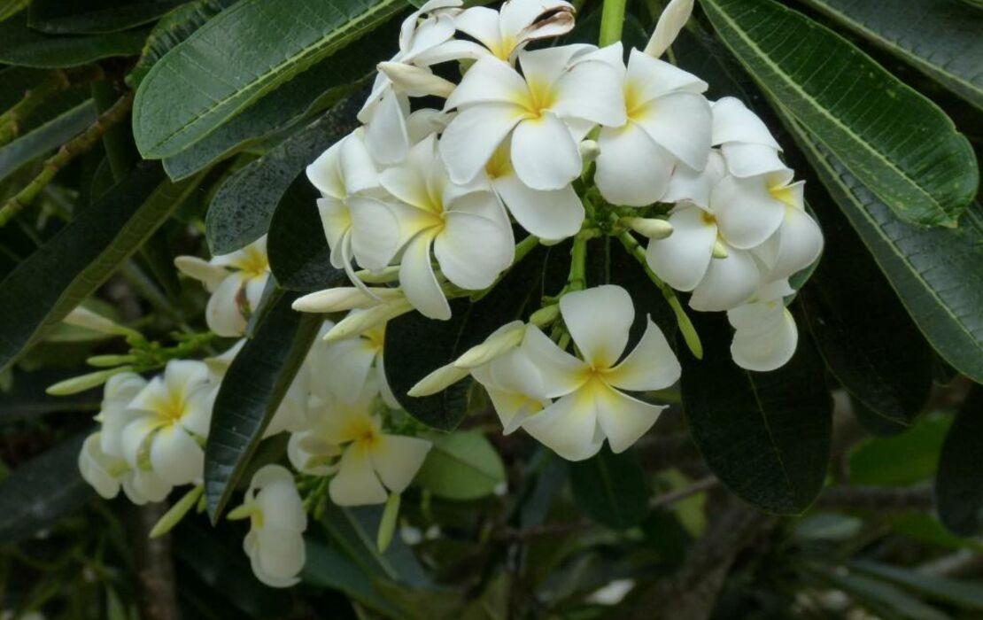 Peponi Hotel Lamu - Kenya, a Design Boutique Hotel Shela, Kenya