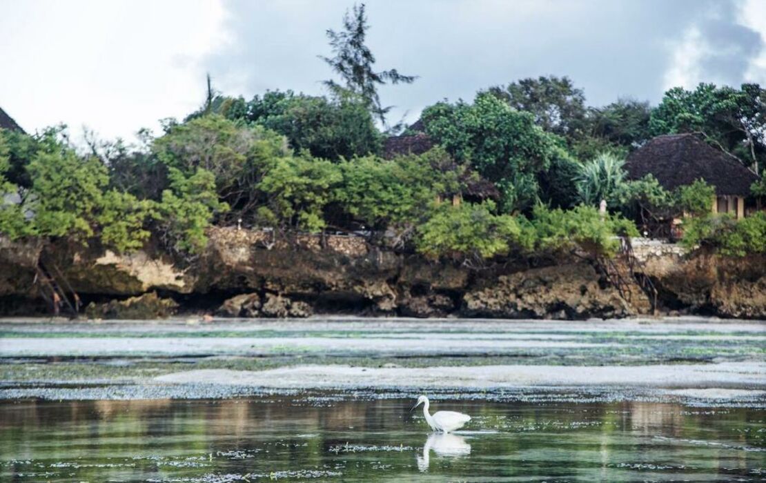 The Island - Pongwe Lodge, Pongwe, Tanzanie - My Boutique hotel