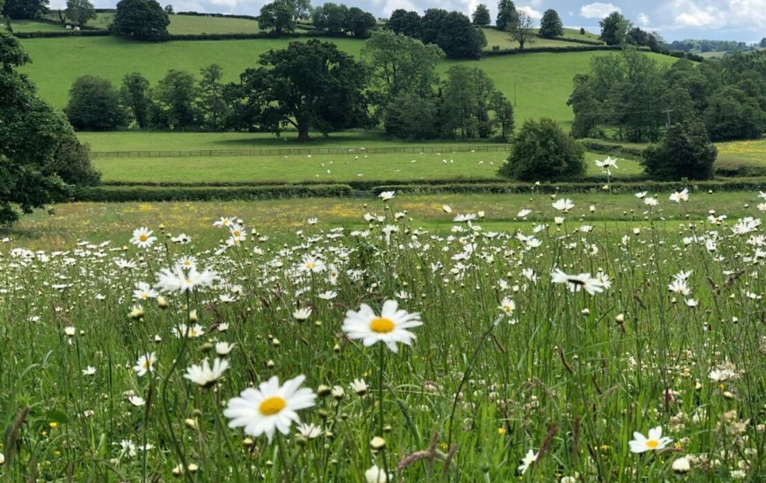 Wildhive Callow Hall, a Design Boutique Hotel Ashbourne, United Kingdom