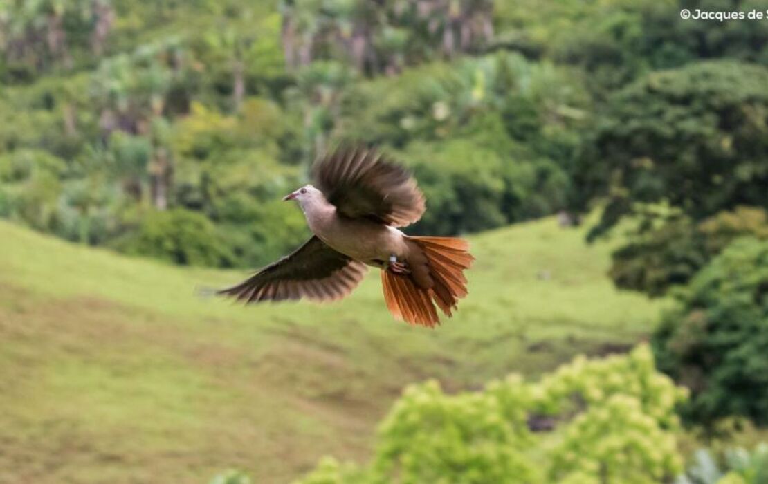 Ferney Nature Lodge, a Design Boutique Hotel Mahebourg, Mauritius